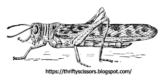 Locust: 12 Important Facts | Thrifty Scissors