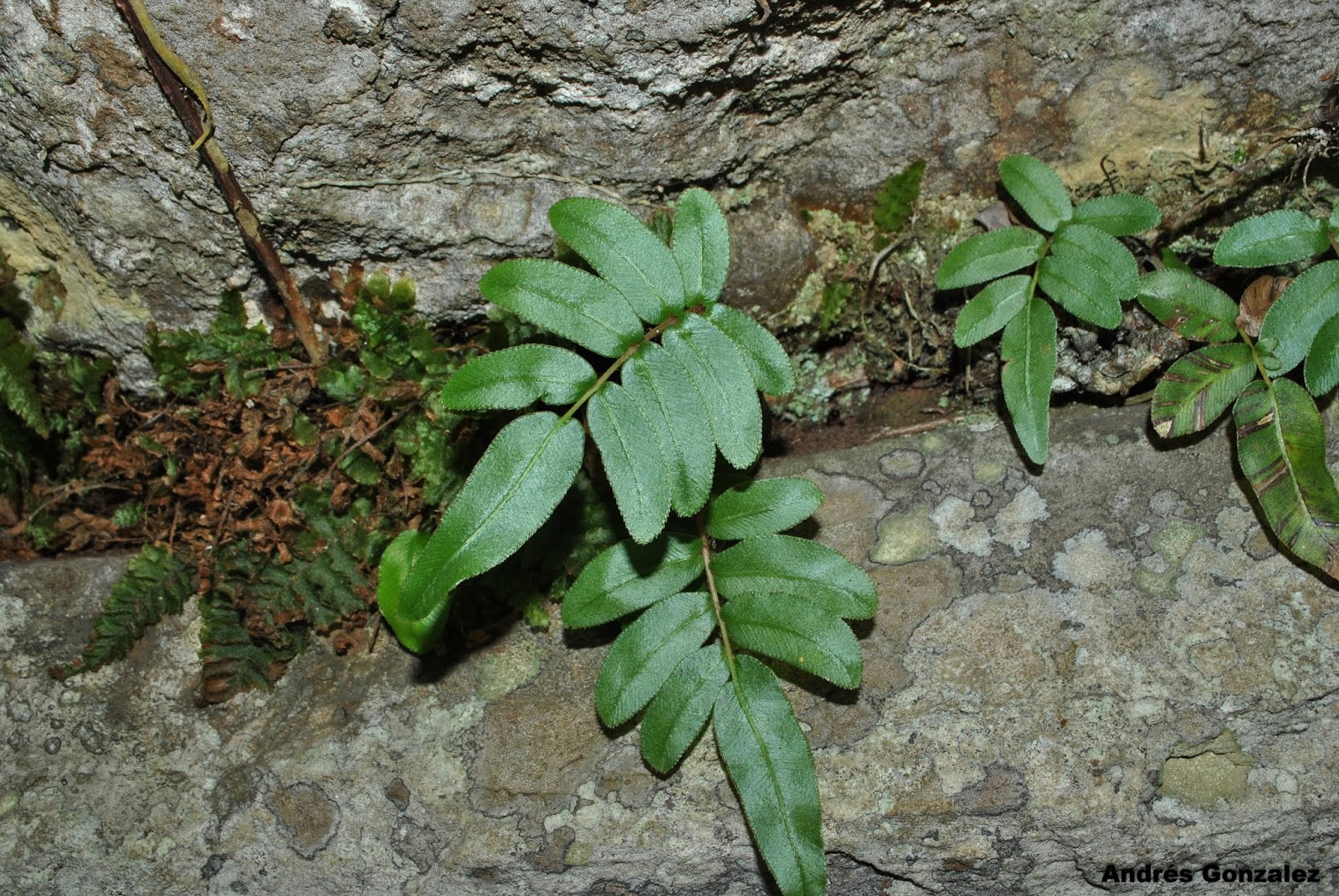 FOTOS DE FLORA NATIVA Y ADVENTICIAS DE URUGUAY : Parablechnum cordatum ...