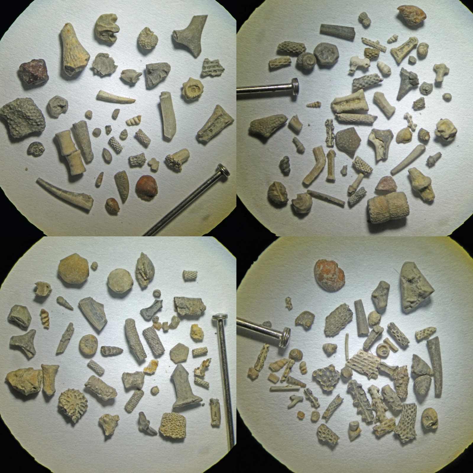 Microfossil Slides I : Collecting to Mounting