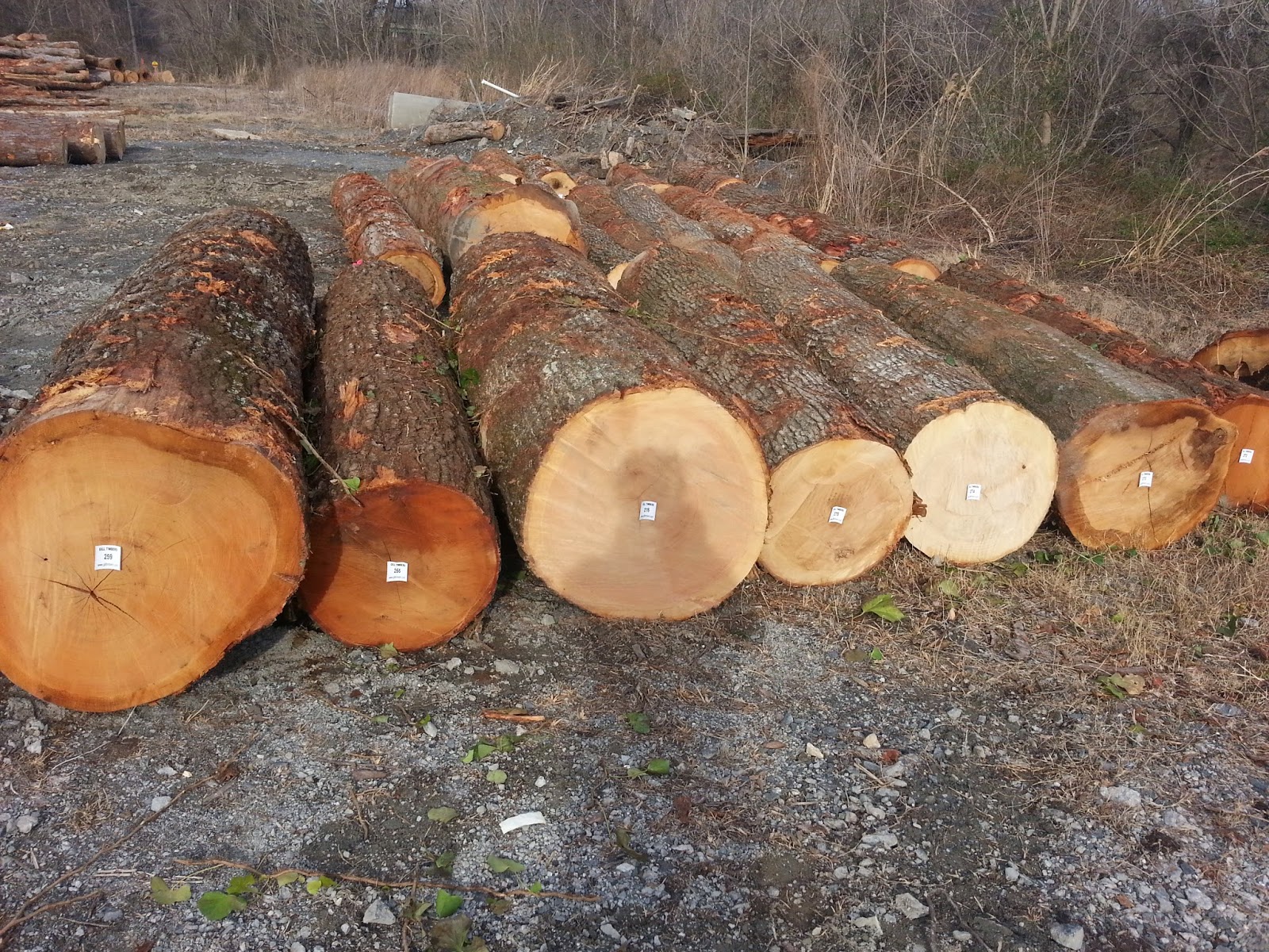 Hardwoods From Gill Timbers International: Red Oak Logs for China ...
