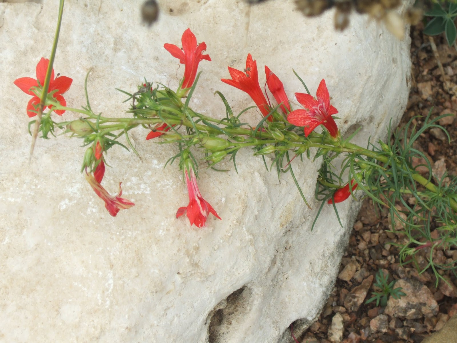 In Small Gardens: A False Spring?