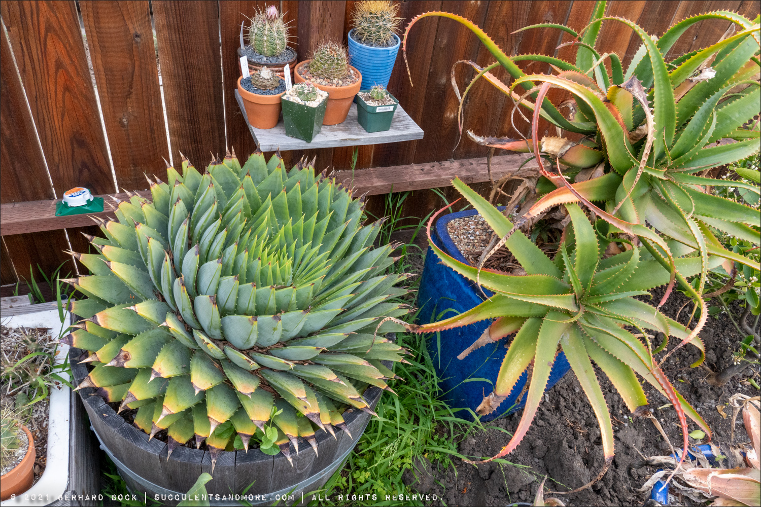 John B's amazing urban aloe garden
