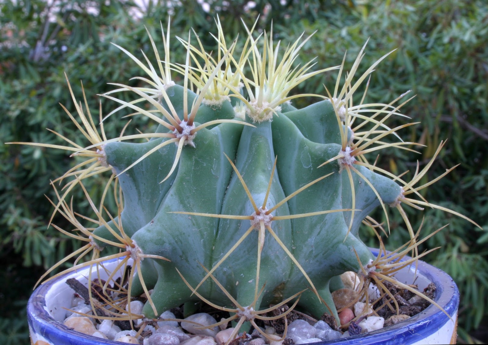 Alien Cactus - Cactus & Succulent Identification - The Corroboree