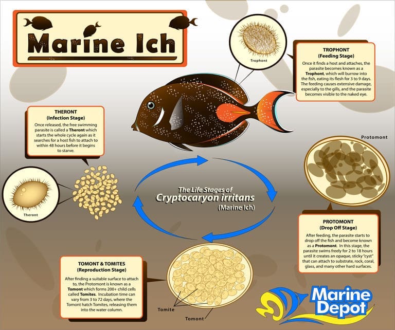Life cycle of Marine Ich - Fish Pathology