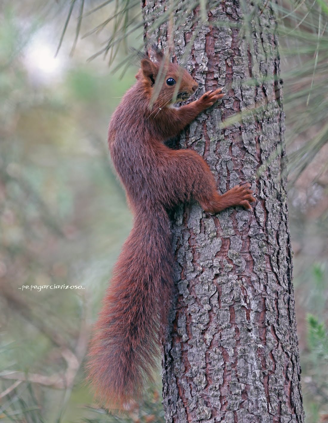 FERROLTERRANATURA: ESQUIO