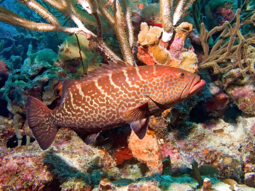 Grouper Aquaculture Indonesia Technique Information - Frozen Grouper ...