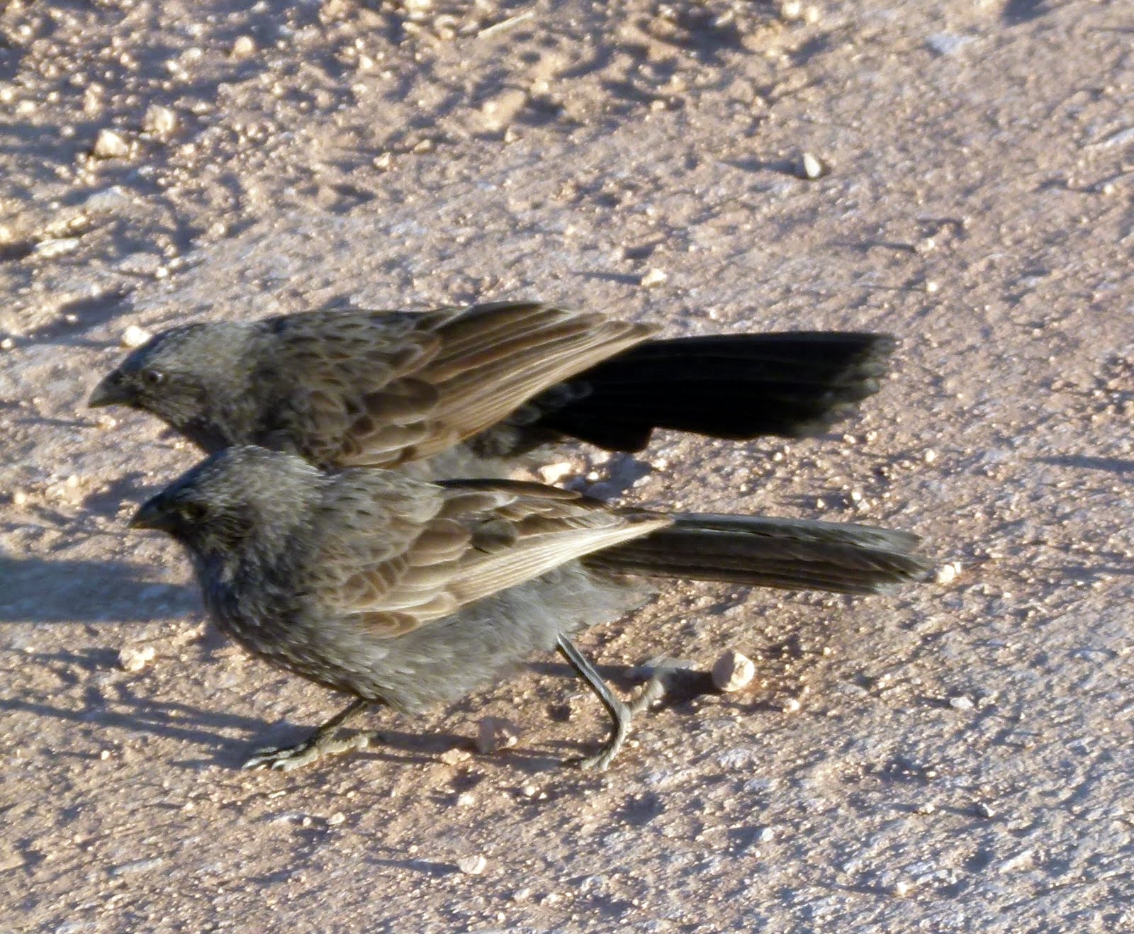 QUEENSLAND BIRDER - Birds and the natural world at home and away.: A ...