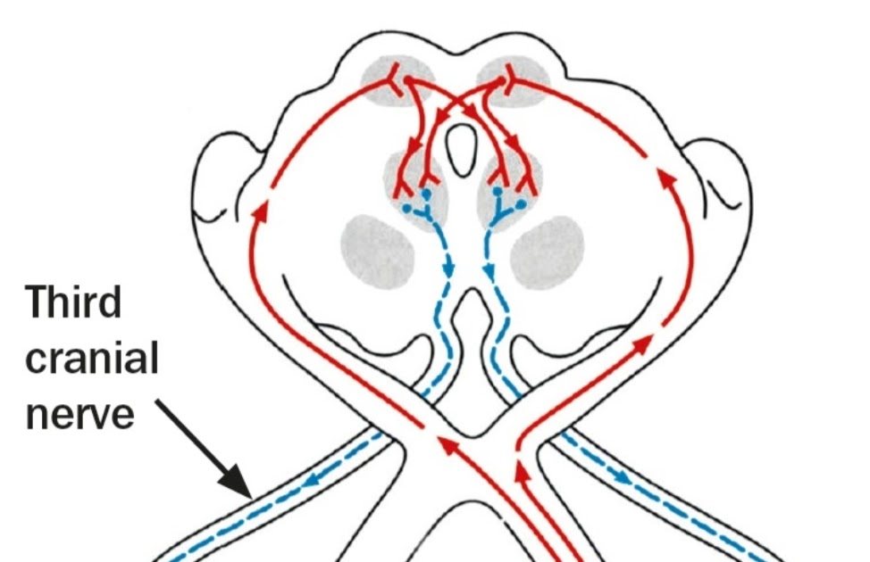 The swinging light test for relative afferent pupillary defect (RAPD)