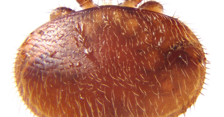CORONA APICULTORES: BIOLOGÍA DE LA VARROA