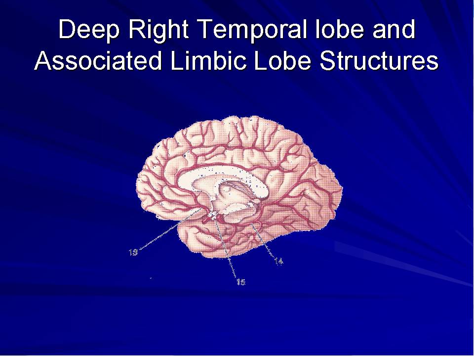 The Thoughtful Vegetable: Angela Ronson Part 3: How Our Brain is ...