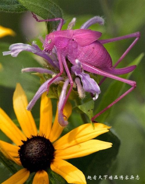 Rare Pink Insect Katydids | View Best in The word