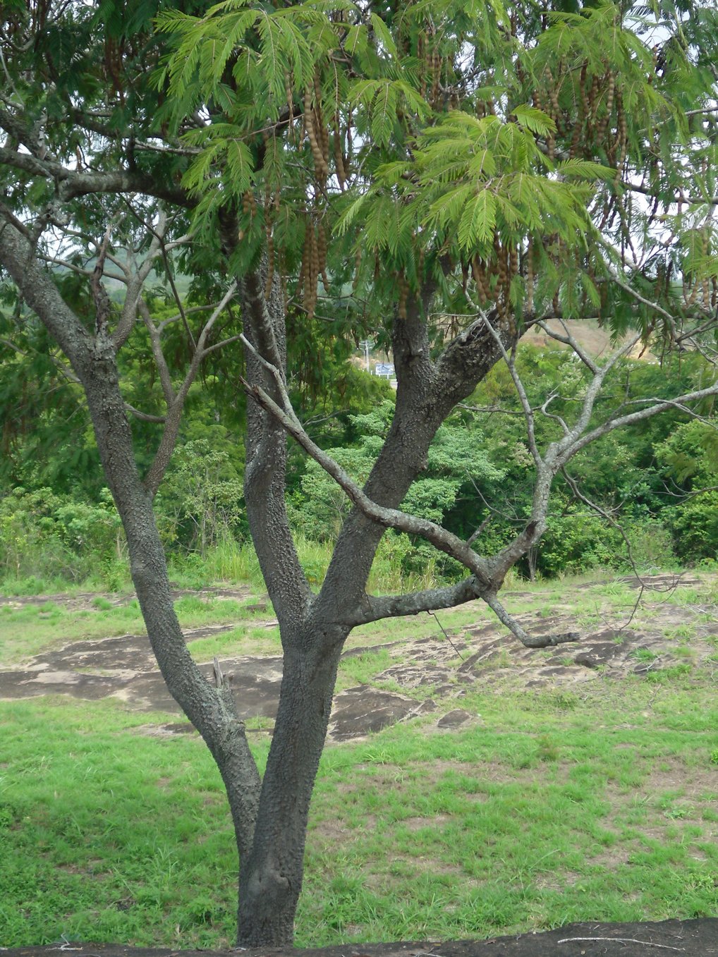 Guayana: Eje Sur Upata Santa Elena de Uairén: Arboles de Upata Yagrumo ...