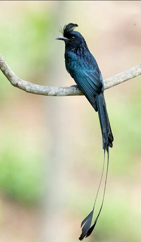 Birds in Thailand: Greater Racket-tailed Drongo