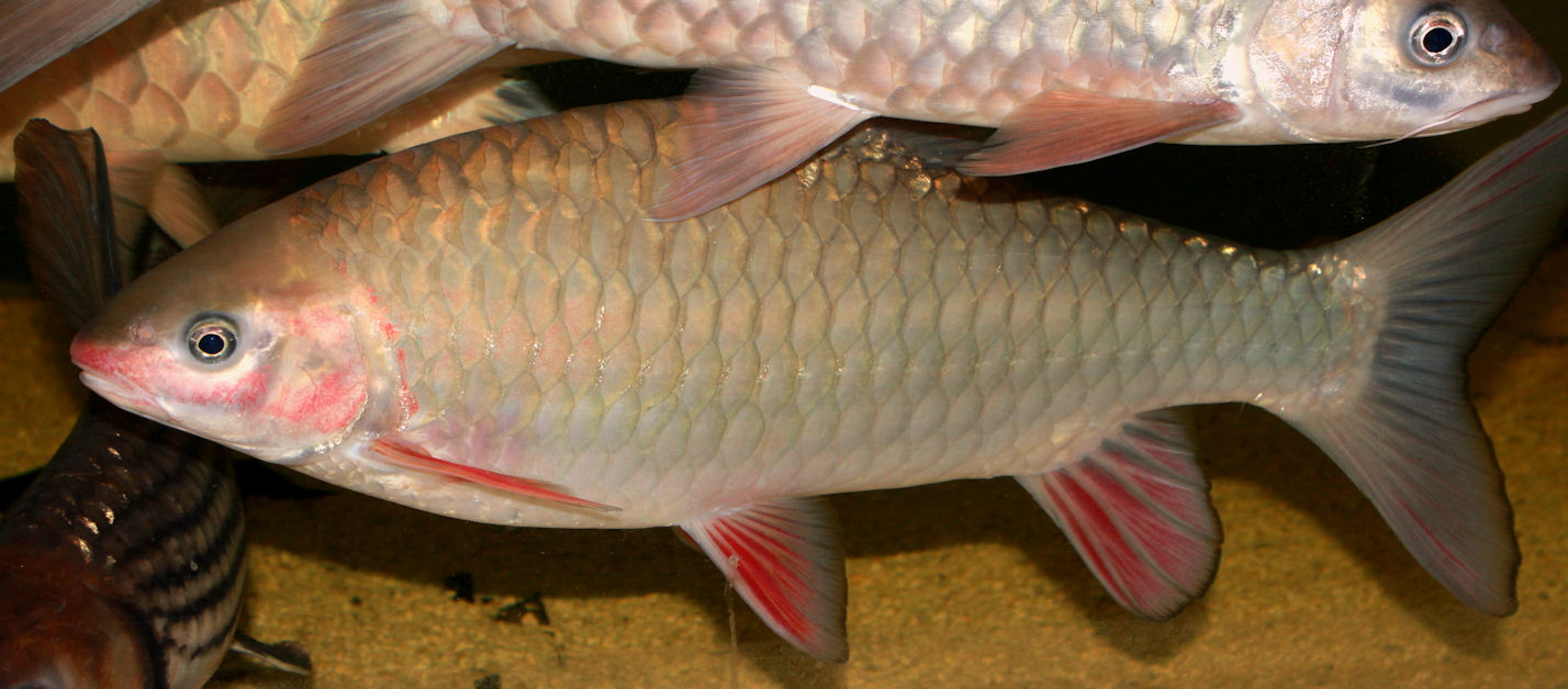 fugupuff: Spinibarbus denticulatus