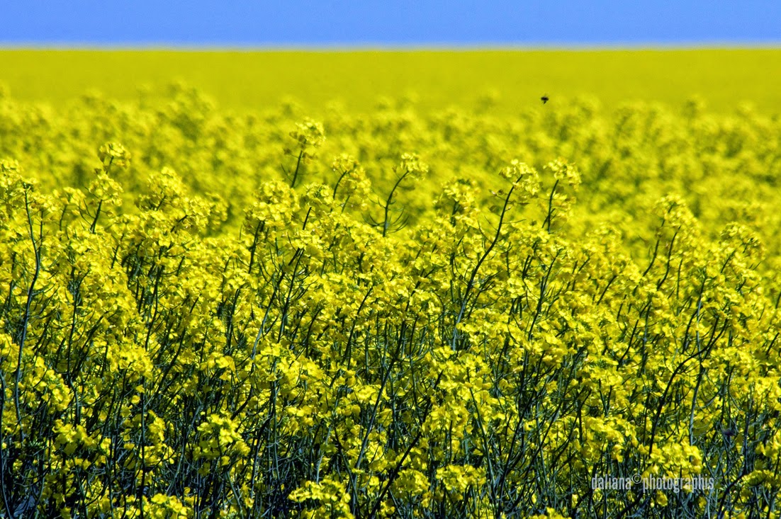 Photographis: Yellow Spring