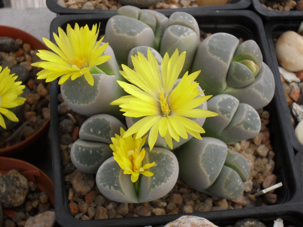 plantas de coleccion: Lithops y mammillarias en flor