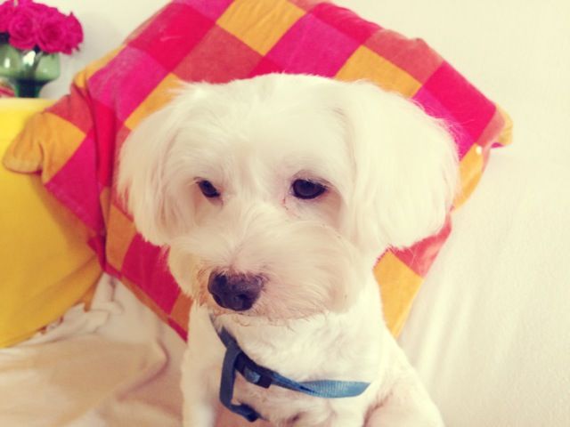 Ohsofickle: WOOHOO! WEEK