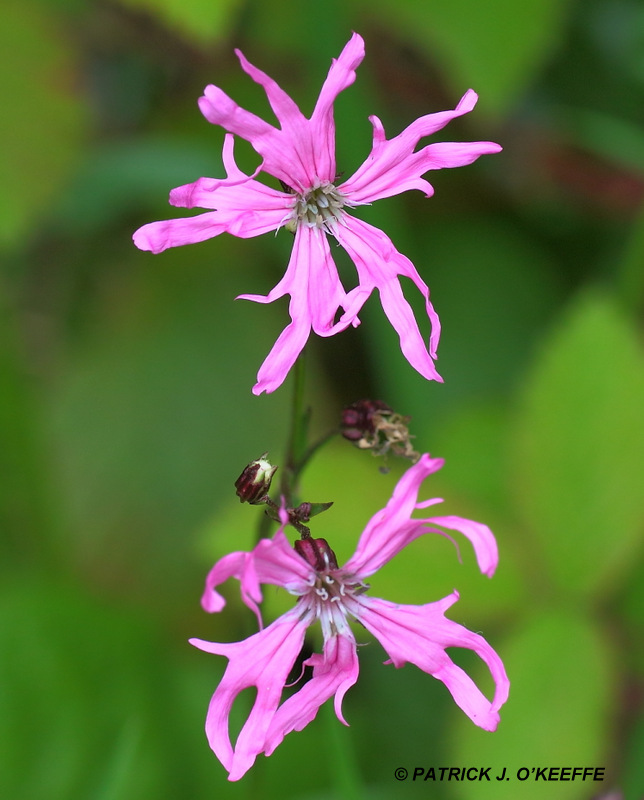 Raw Birds: RAGGED ROBIN WILDFLOWER (Lychnis flos-cuculi) Lullymore West ...