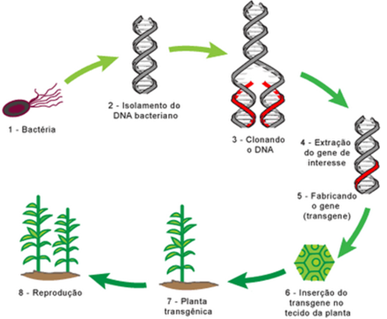 ORGANISMOS GENETICAMENTE MODIFICADOS: Obtención de los OMG
