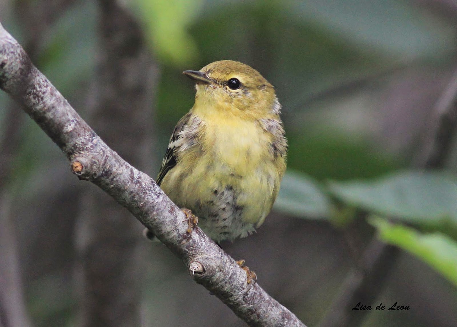 Birding with Lisa de Leon: The Confusing Fall Blackpoll Warbler