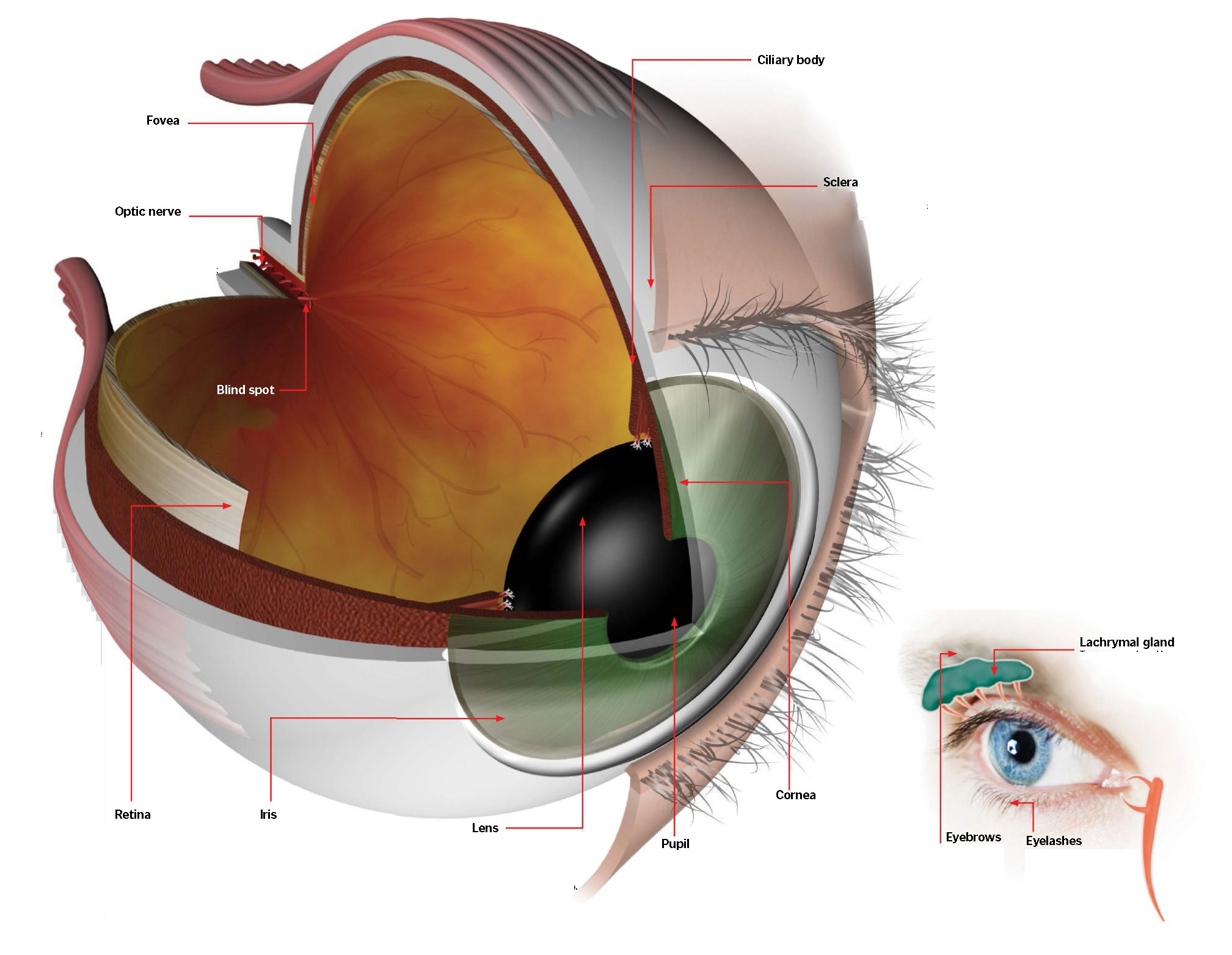 EYE ANATOMY - pediagenosis