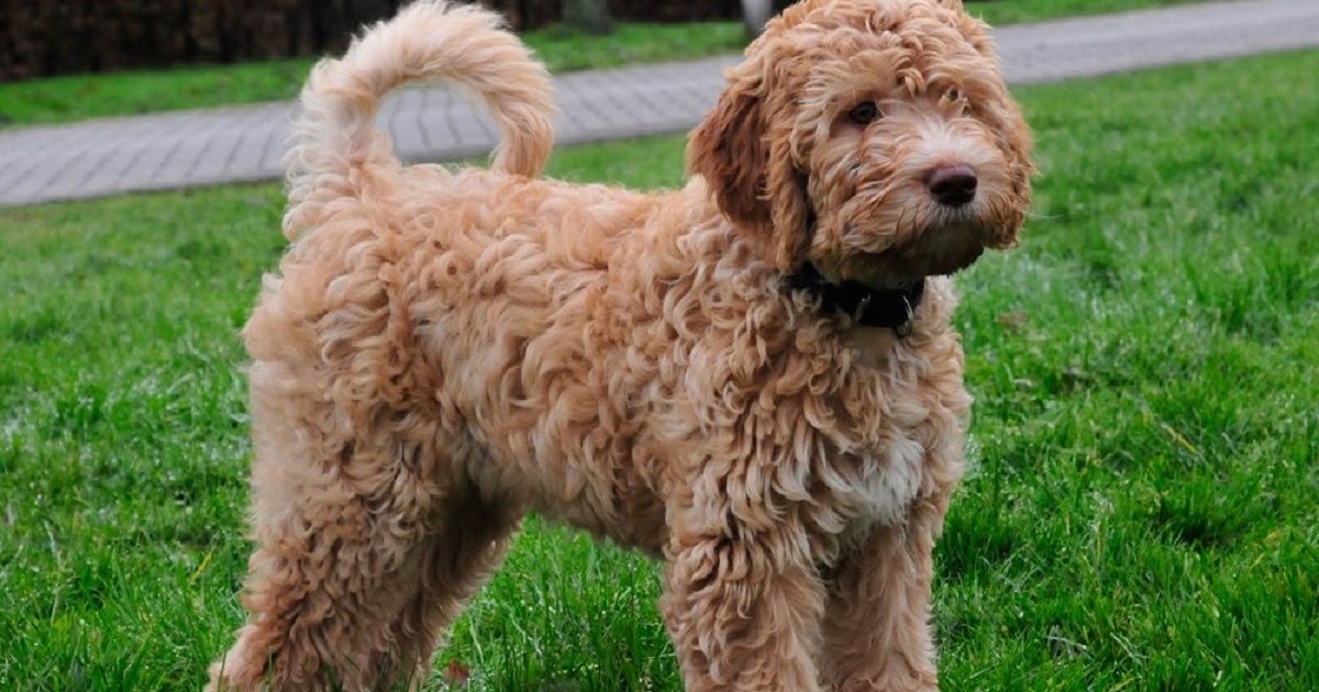 All you Need to Know about Barbet Dog Breed - Doglopedix