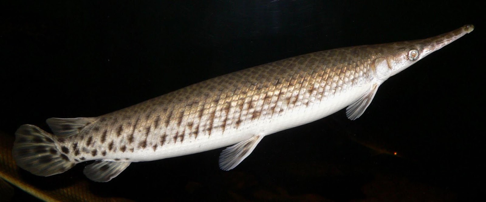 Real Monstrosities: Gar