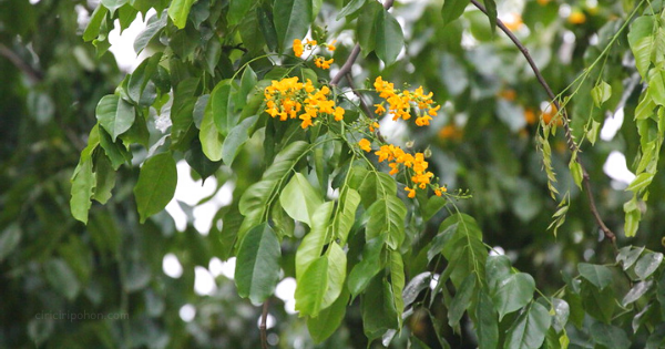 Ciri Ciri Pohon Angsana (Pterocarpus indicus) Di Alam Liar ...