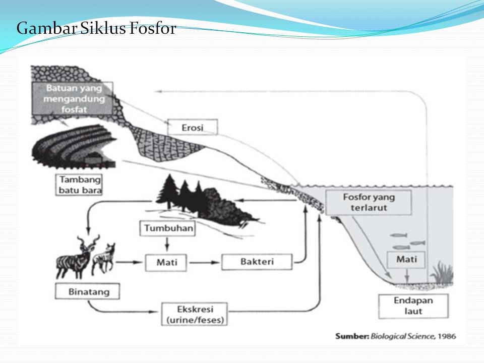 Tony Bani: SIKLUS BIOGEOKIMIA