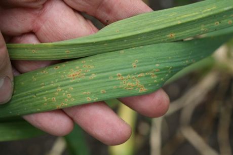 Malf's Corner: Leeks