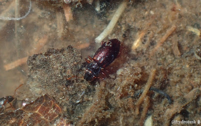 しみじみ牙蟲: ホソダルマガムシ Hydraena riparia Kugelann, 1794