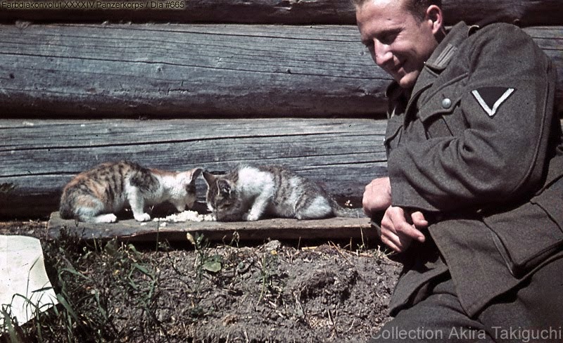 World War II in Pictures: Cats in World War II