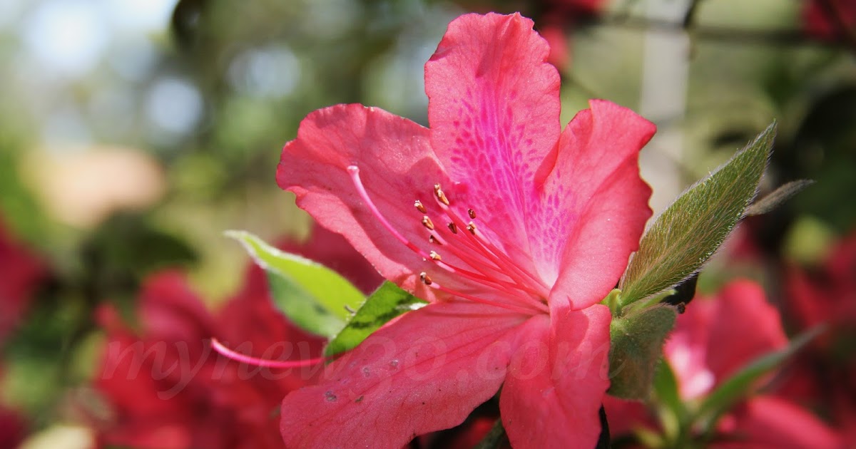 My New 30: Southern Azaleas