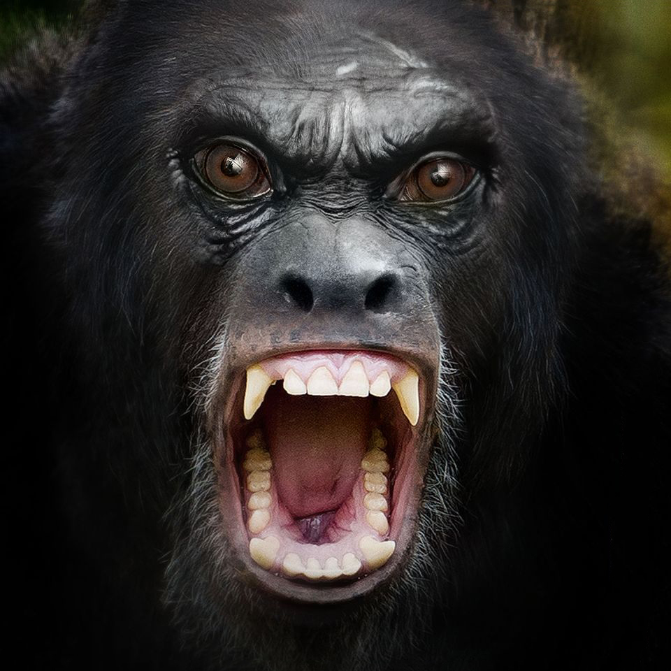 Types of North American Sasquatch