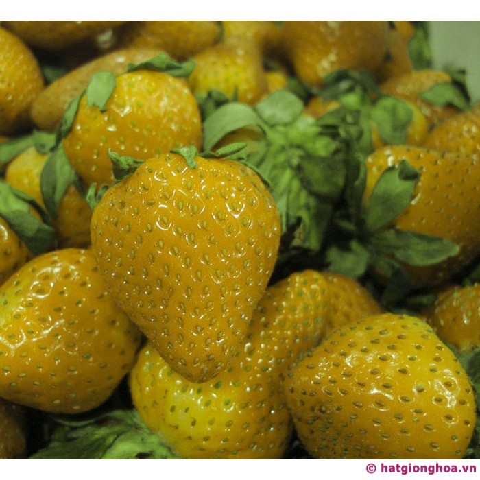 Hạt giống Dâu Tây vàng (Yellow Strawberry) | CỬA HÀNG HẠT GIỐNG