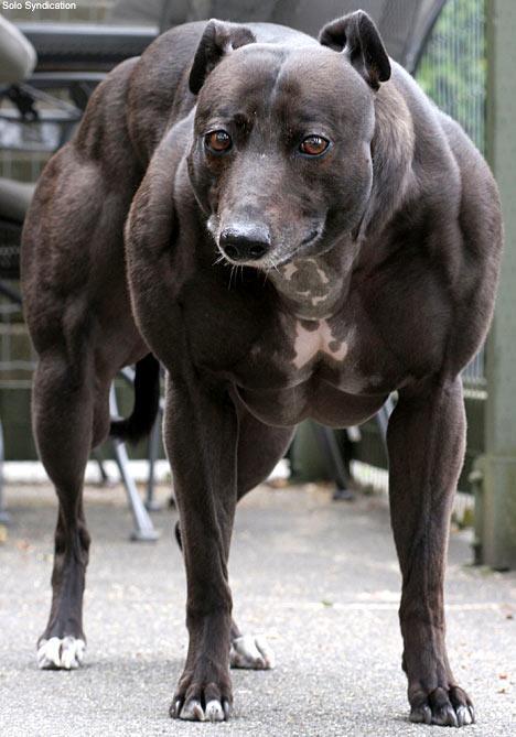 Wendy the Muscle Whippet