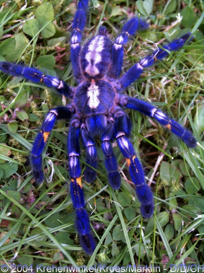 Animals and Anecdotes: The Metallic Tarantula