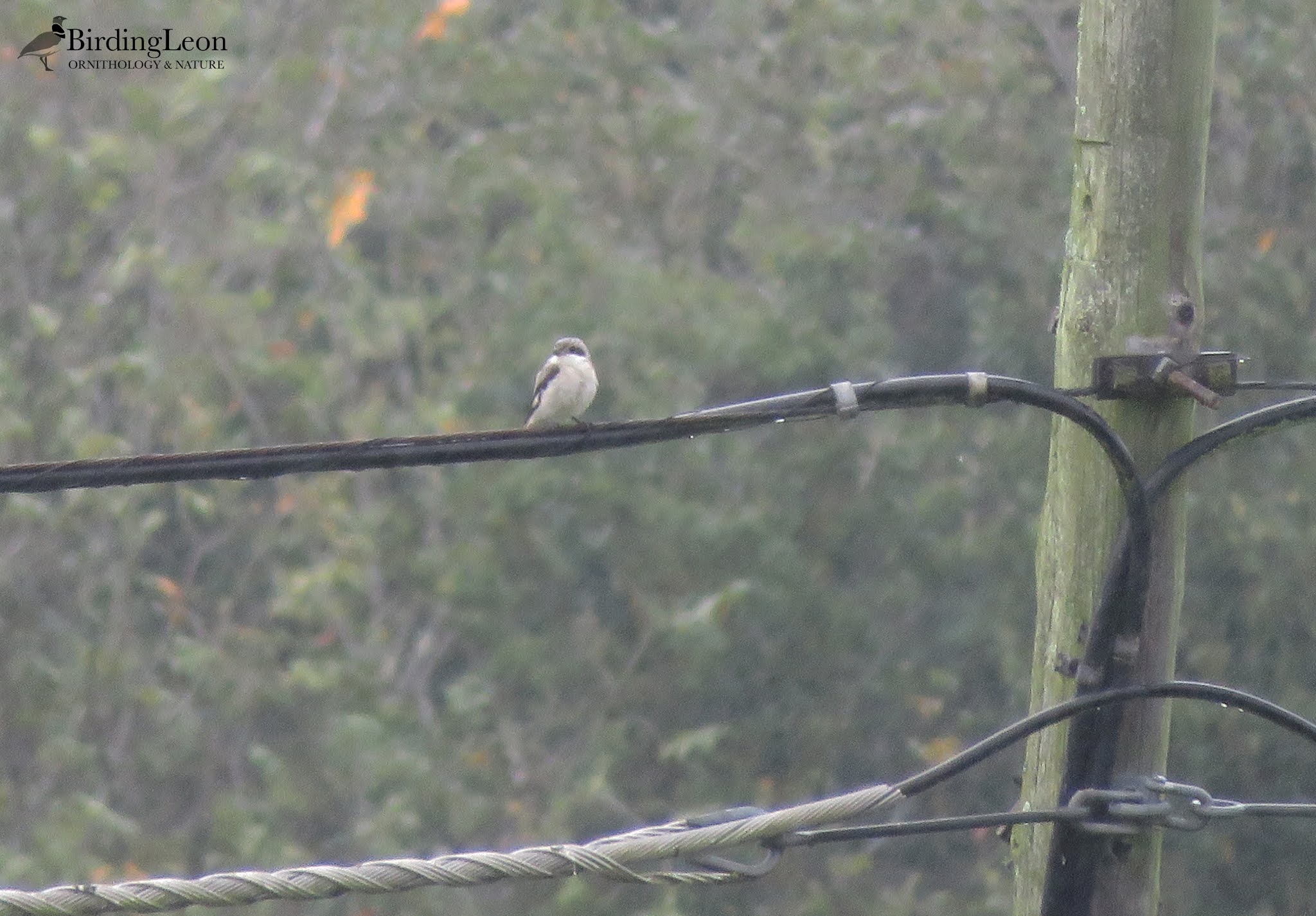 BIRDINGLEON: ¡¡ALCAUDÓN CHICO en Asturias!!