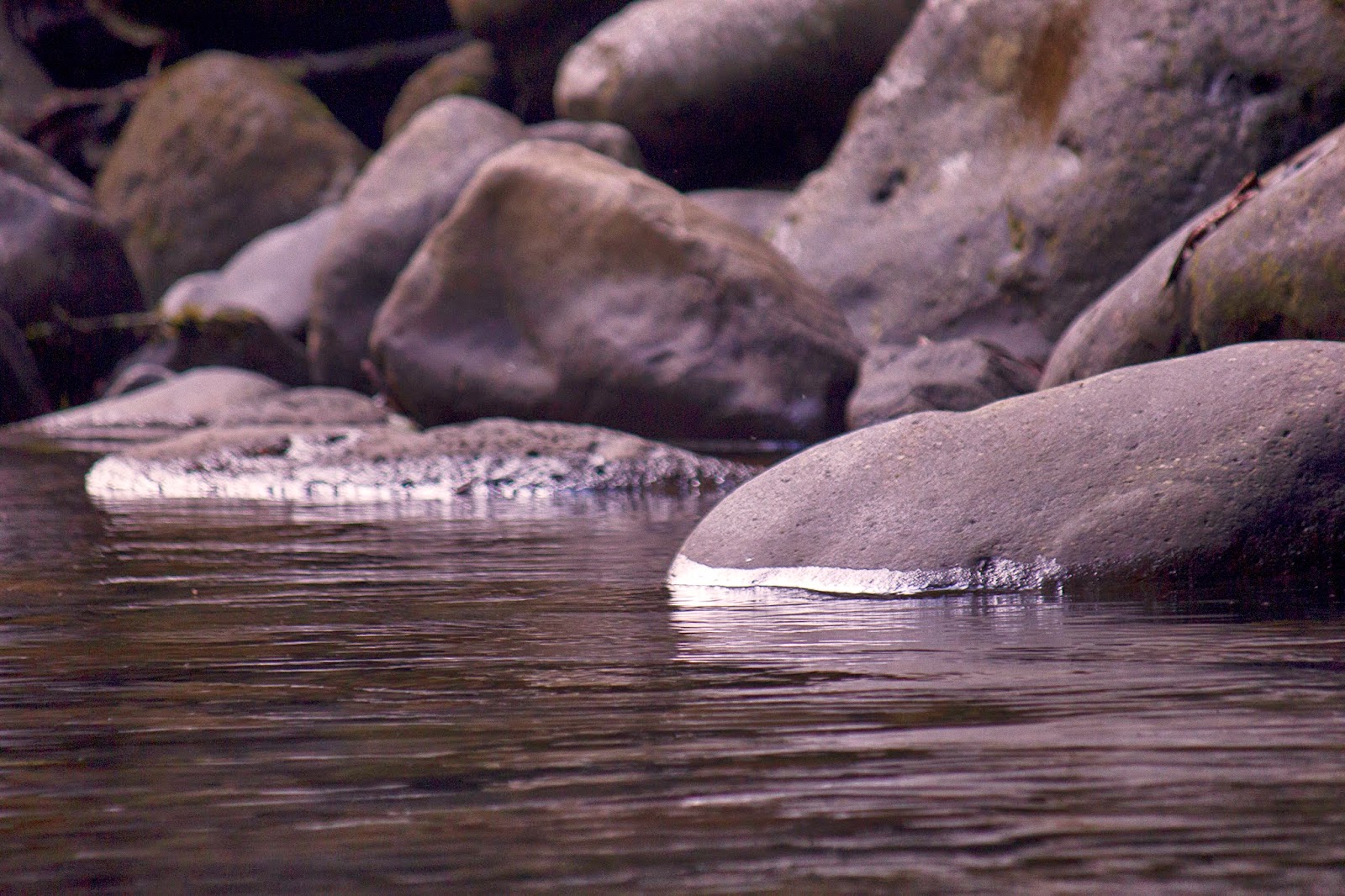 Vecinos Pereira: Pereira es: Estrella hidrográfica Morro Azul