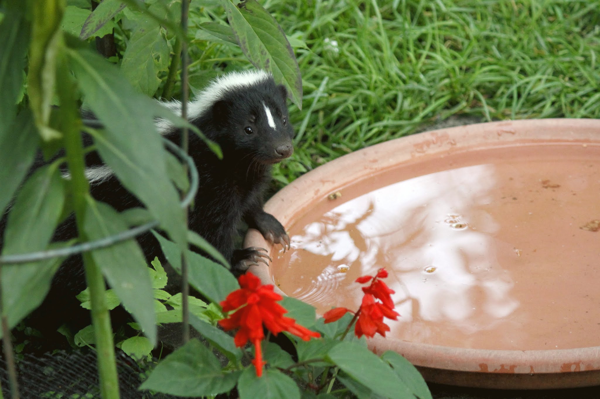 Rob and the Animals: Skunk City 2020