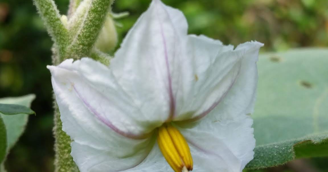 Warisan Petani: WW 118 : Bunga Terung Telunjuk