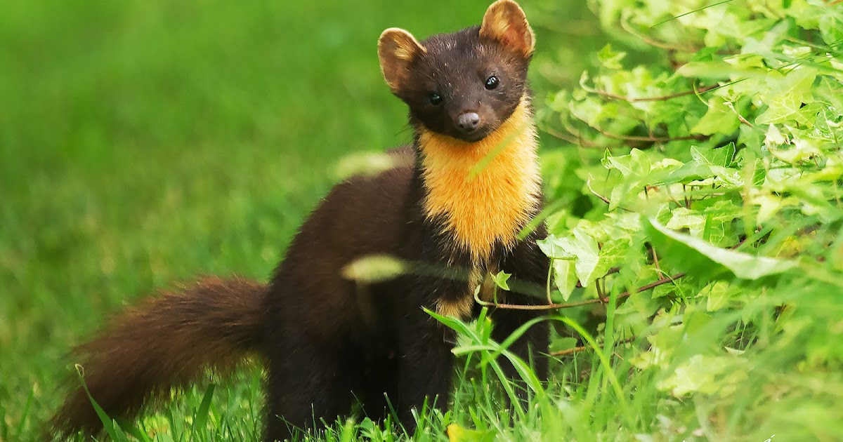 Naturaleza Cantábrica: Mi año de la marta