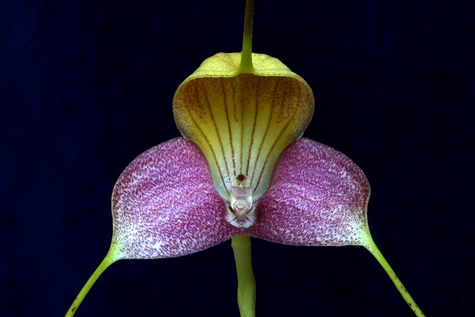 Orchids in Bloom: Masdevallia caudata