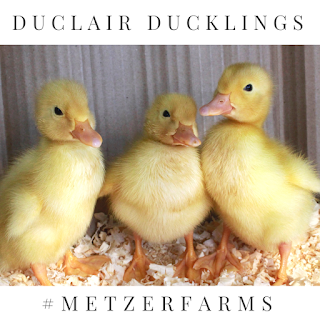 Metzer Farms Duck and Goose Blog: Duclair Ducks