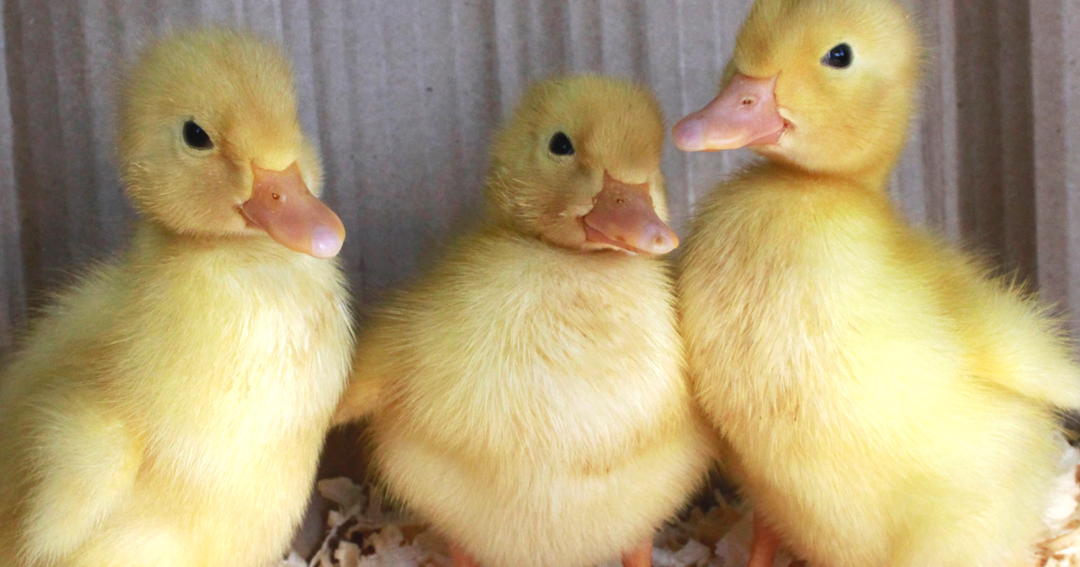 Metzer Farms Duck and Goose Blog: Duclair Ducks