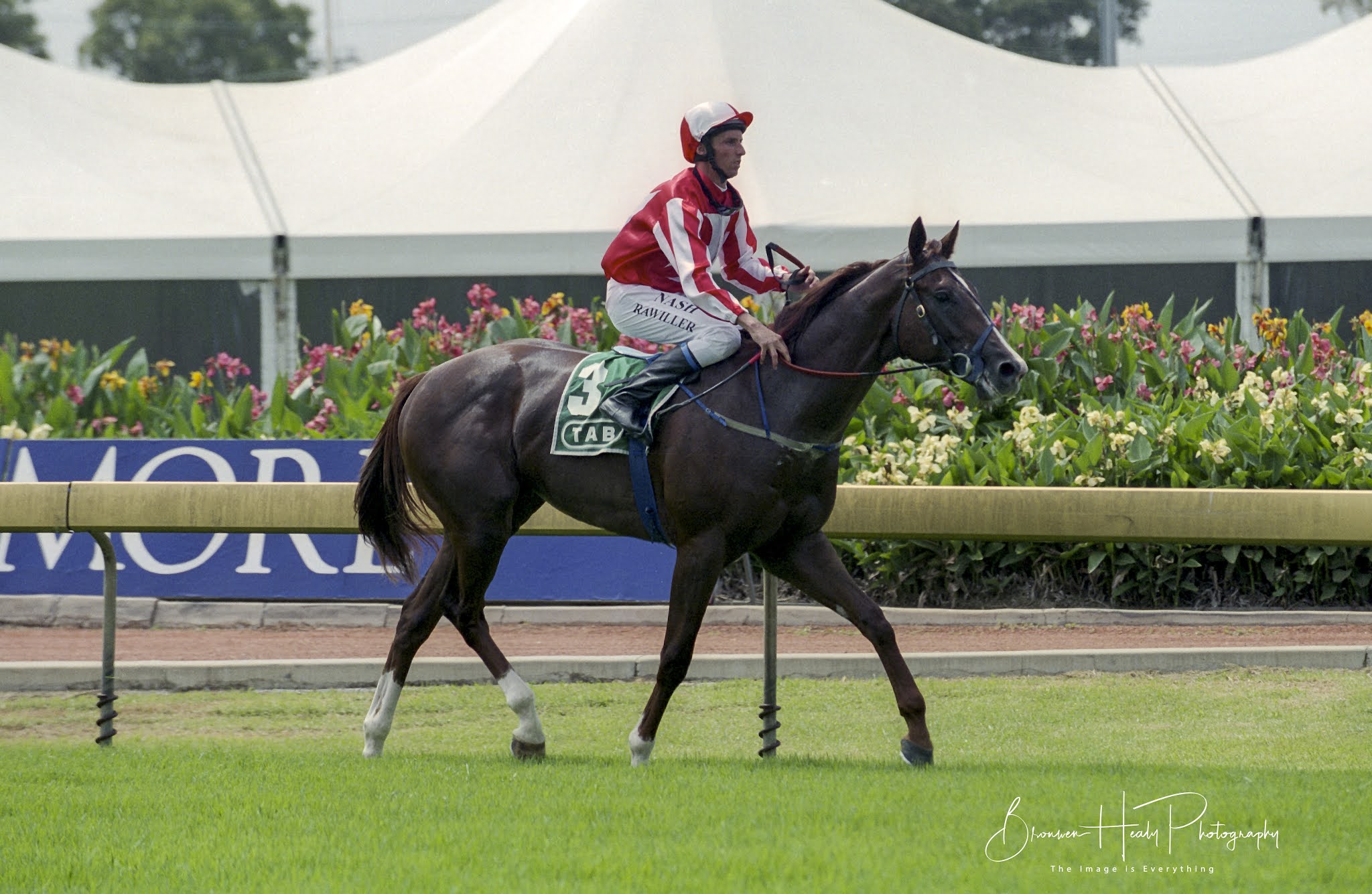 The Rise and Rise of Written Tycoon - Champion Australian Stallion for ...