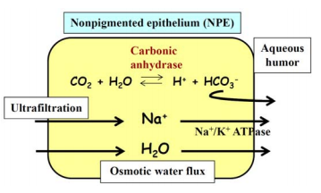 GLAUCOMA SPECIALIST BLOG: "THE GLOG"