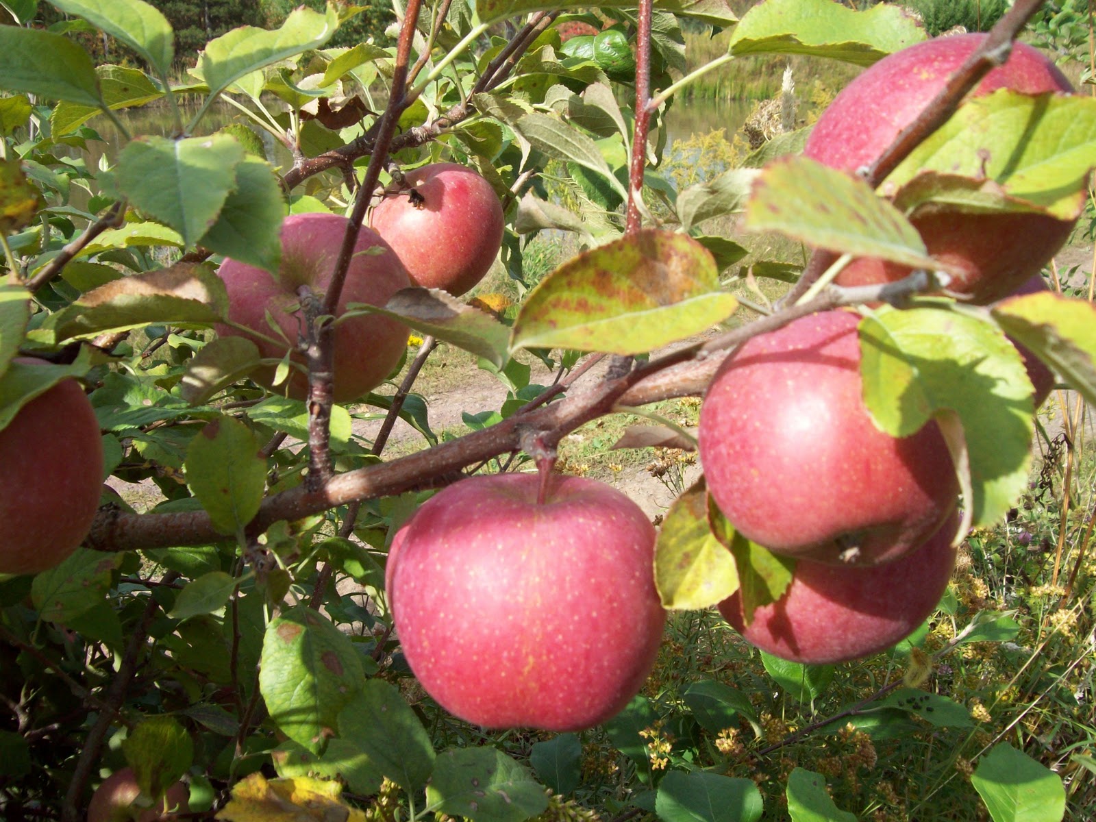 Walking With Ancestors: Autumn Apple Seeds