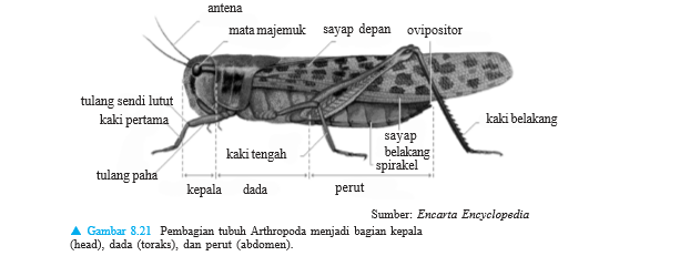 Ciri-ciri Tubuh insekta - Our Akuntansi