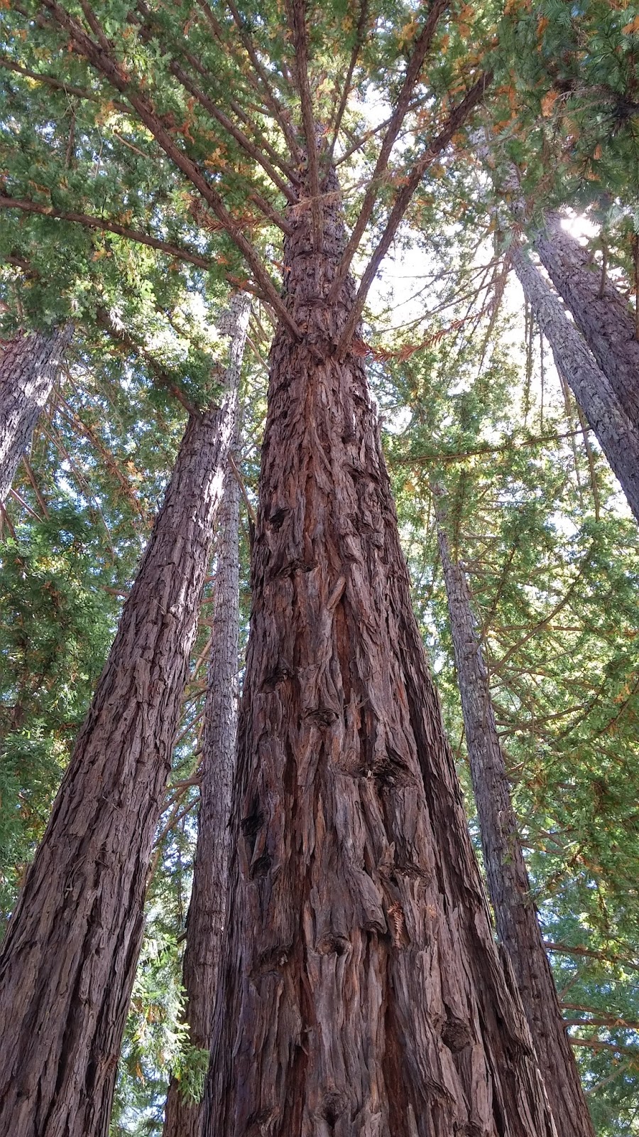 Twisted Dandelion Productions: Sustainable Living